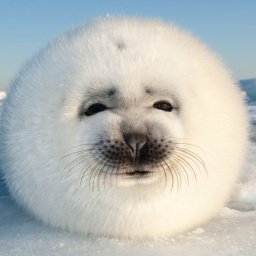 User:Seal Enthusiast/Settings - Valve Developer Community
